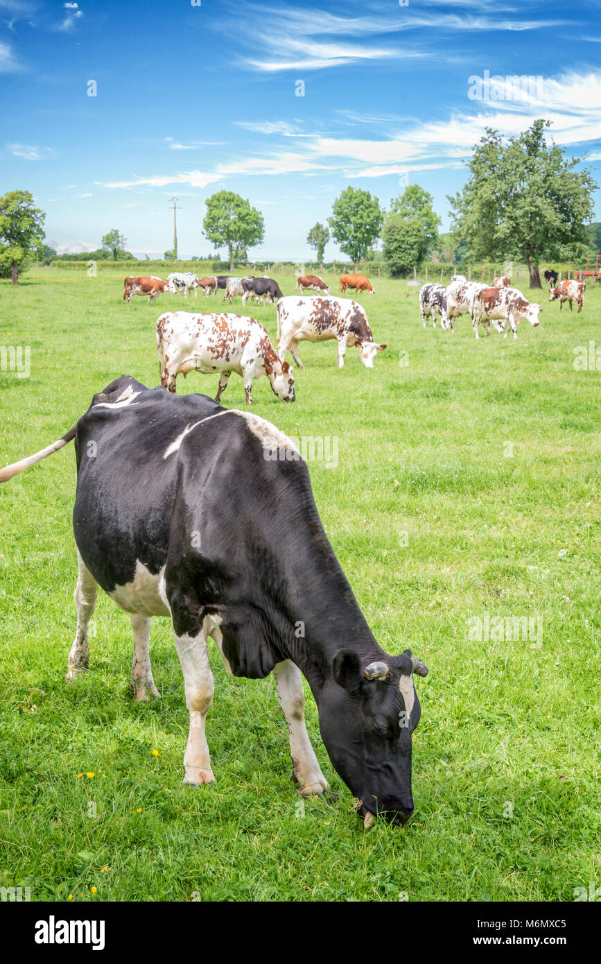 Norman black and white cows grazing on grassy green field with trees on ...