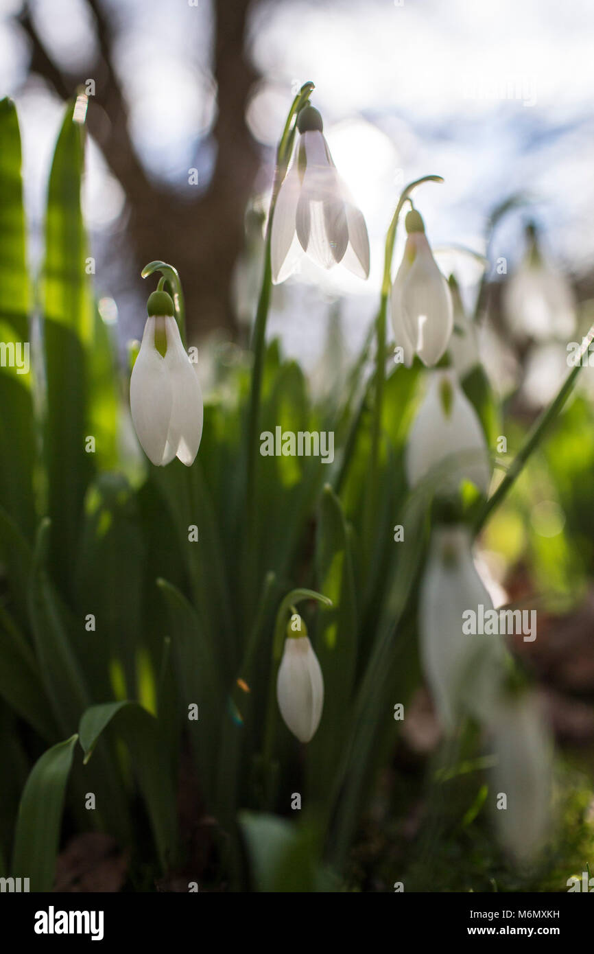 Large clumps hi-res stock photography and images - Alamy
