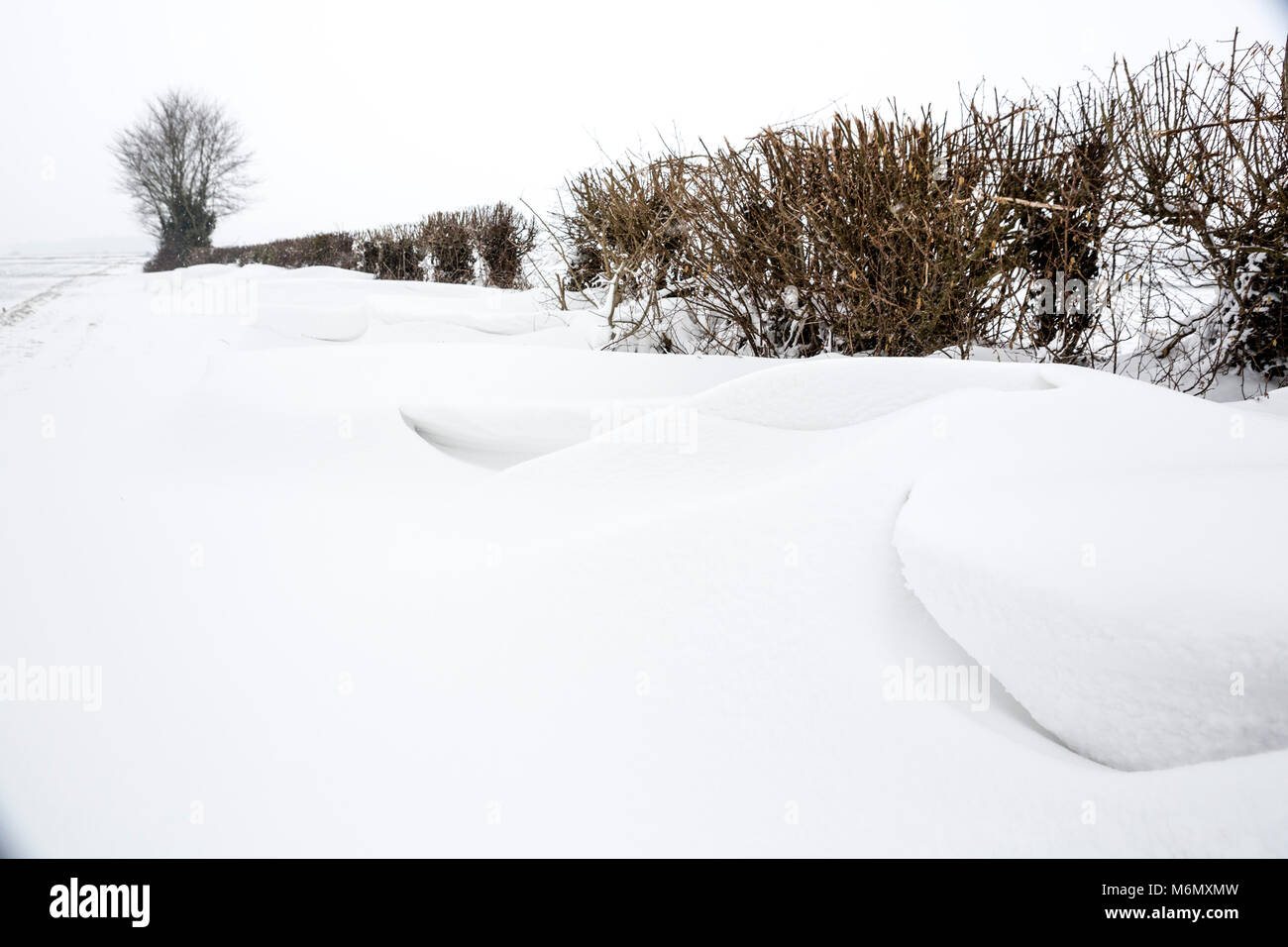 A rural hedgerow in winter covered in drifts of deep snow with bramble ...
