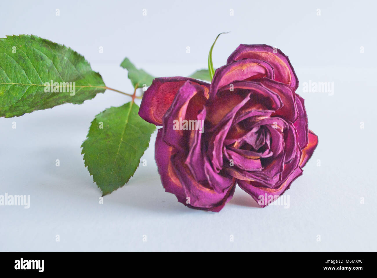 single red rose Stock Photo - Alamy