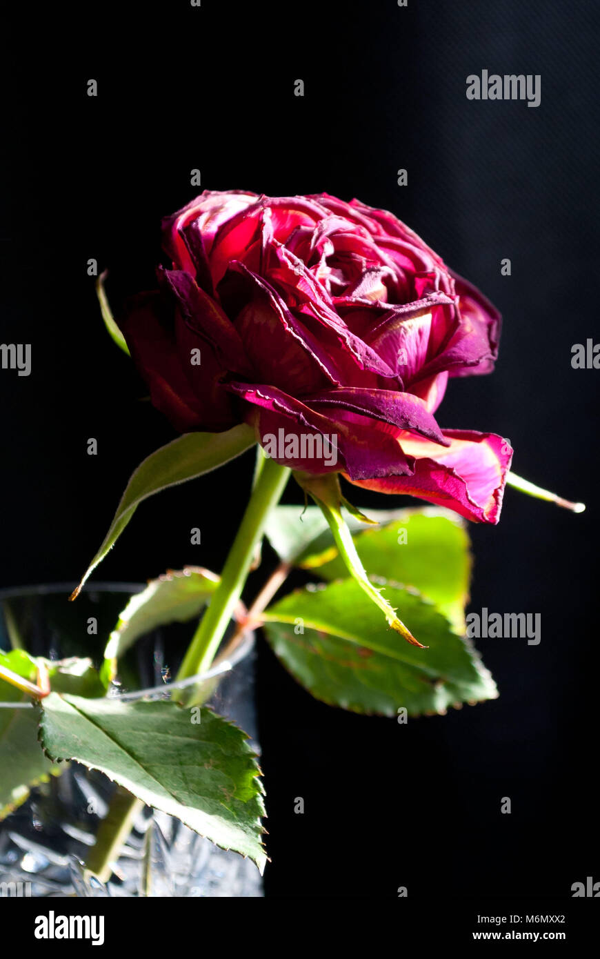 single red rose Stock Photo - Alamy