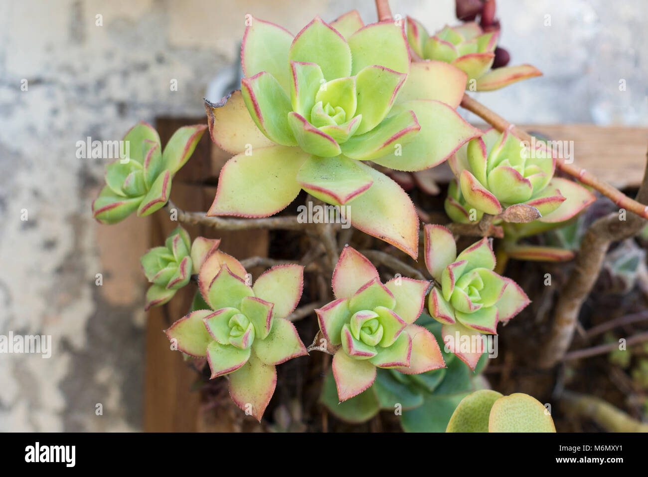 Indoor succulents display hi-res stock photography and images - Alamy