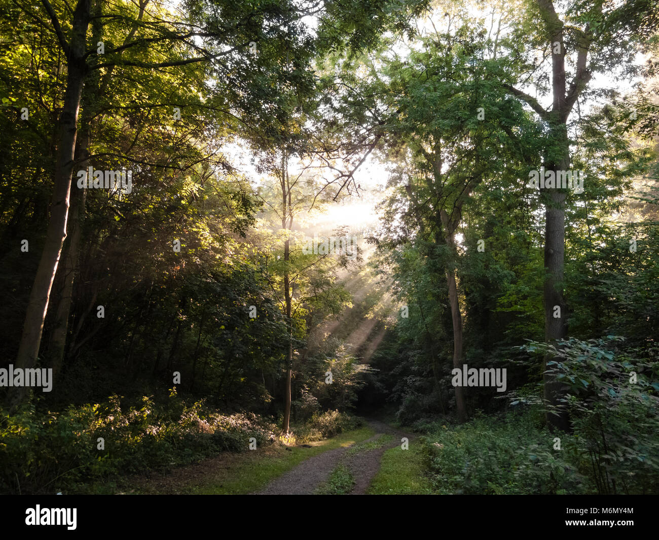 Early morning sunbeams through trees Stock Photo - Alamy