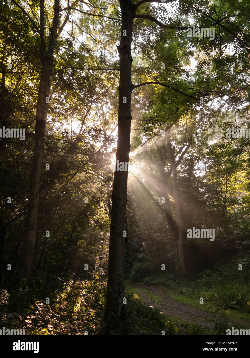 Sunbeams through trees hi-res stock photography and images - Alamy