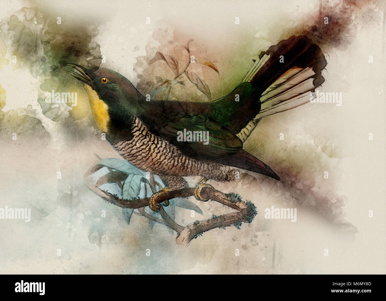 Cuculidae family hi-res stock photography and images - Alamy