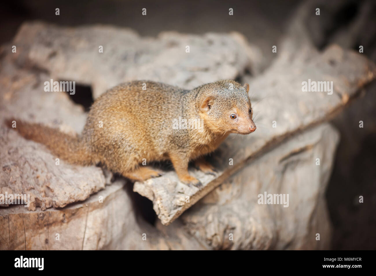 Side full body view of a southern dwarf mongoose sitting on a tree ...