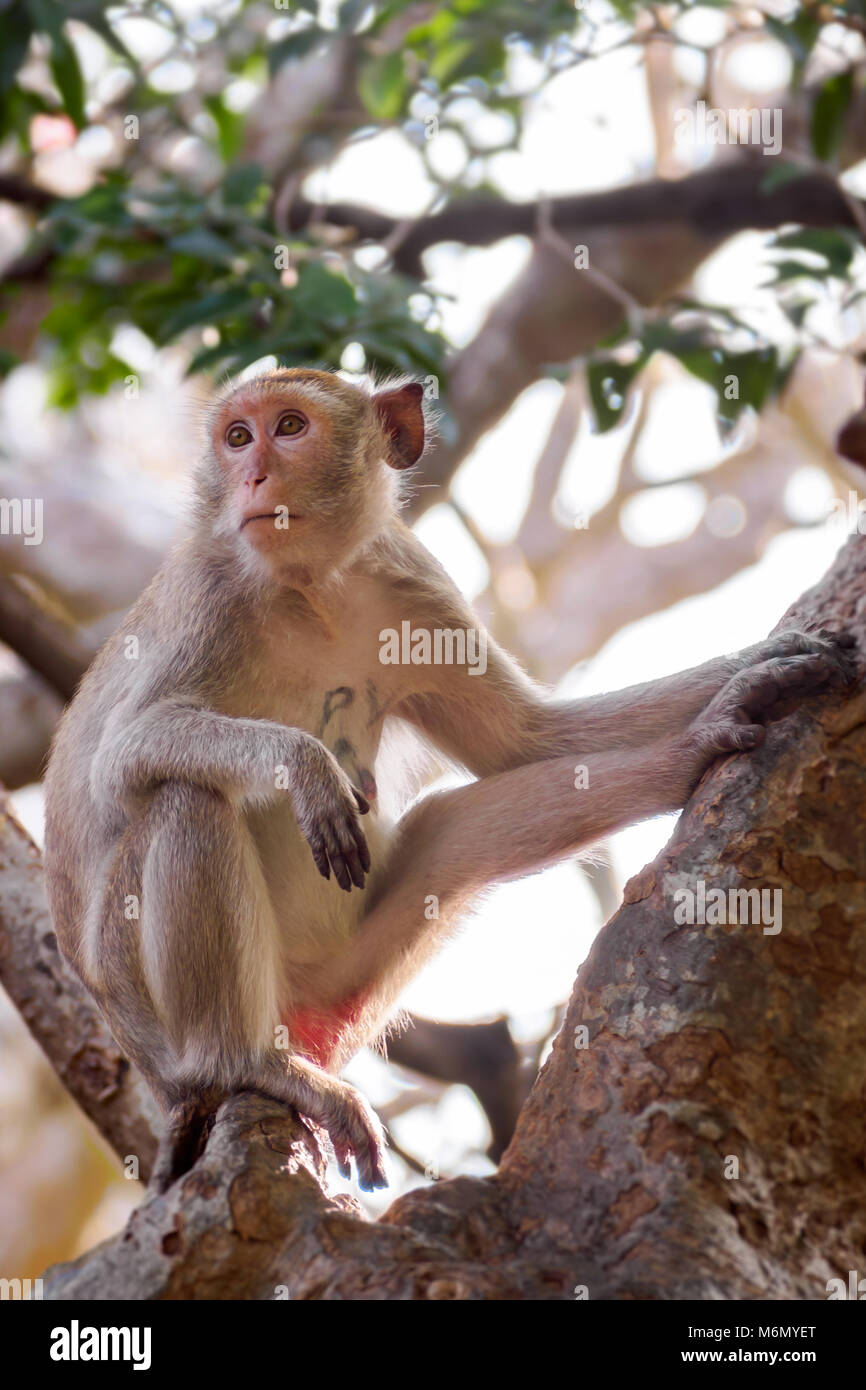 monkey sitting on tree in Thailand Stock Photo - Alamy