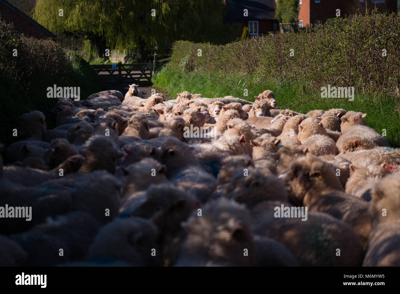 Shire sheep hi-res stock photography and images - Alamy