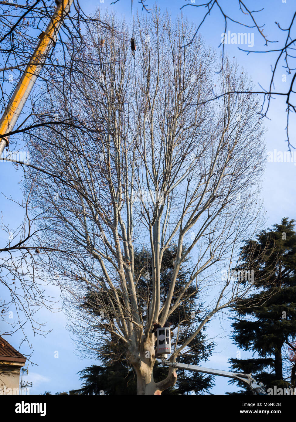 stages of the felling of an ancient plane tree Stock Photo - Alamy