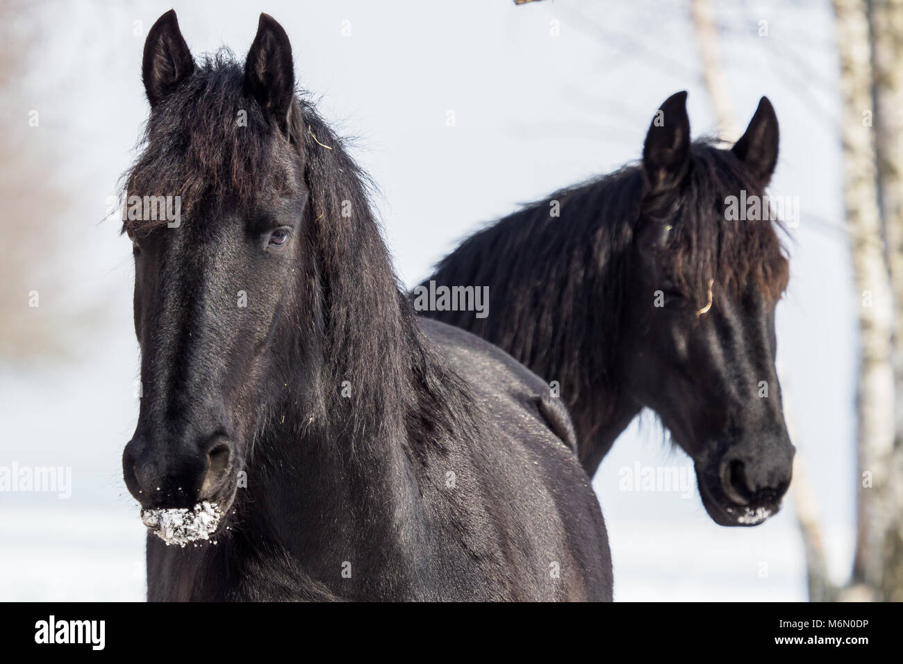 Portrait of a friesian horse on background winter Stock Photo - Alamy