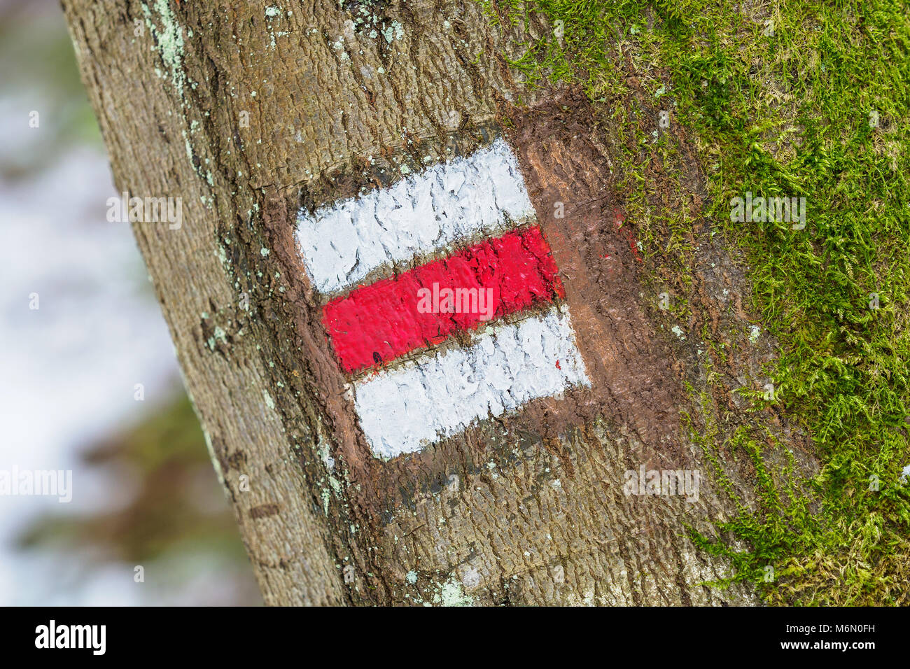 Tourist sign on the tree for a tourist trip Stock Photo - Alamy