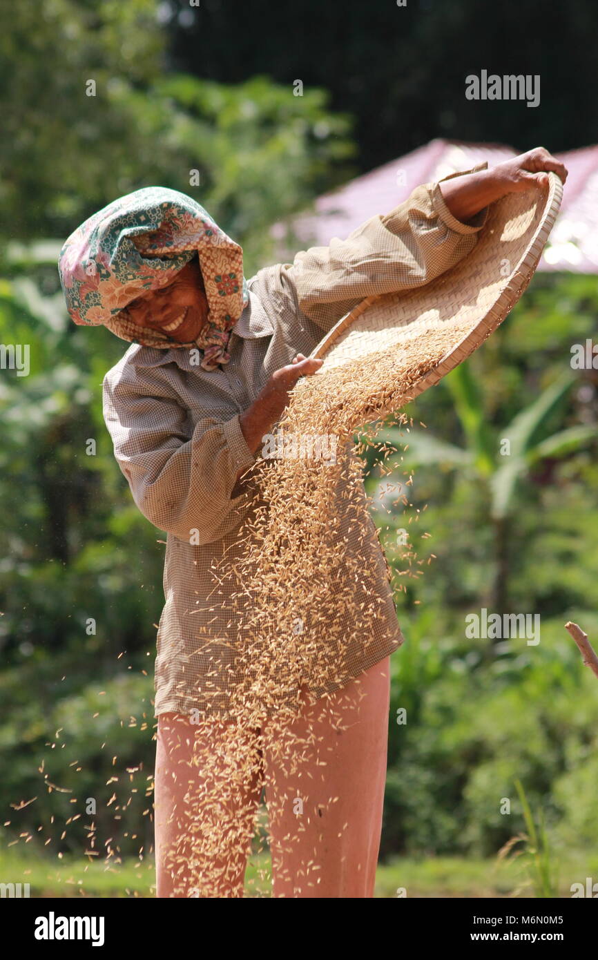 rice farmer harvesting season Stock Photo - Alamy