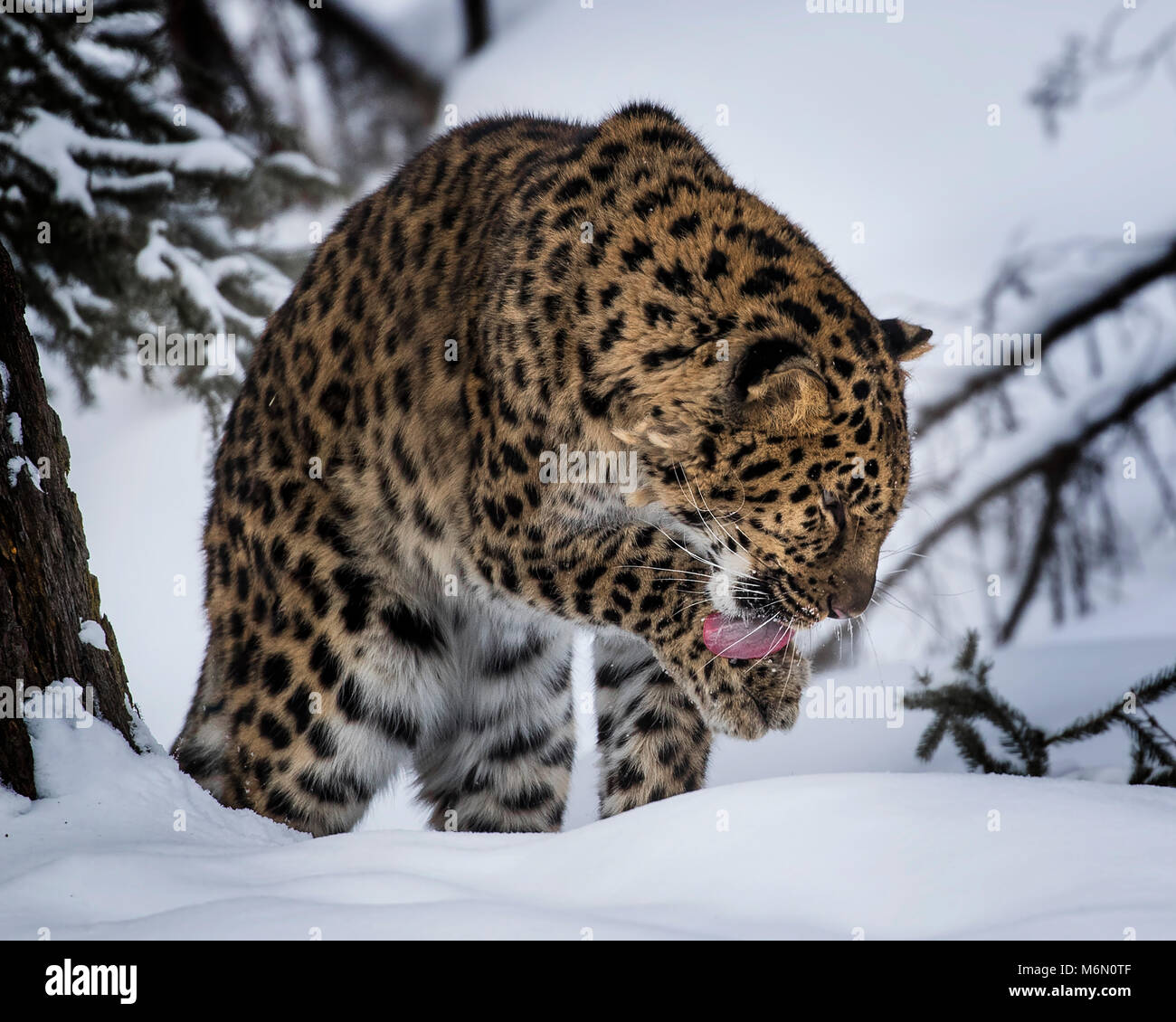 Playful snow leopard hi-res stock photography and images - Alamy