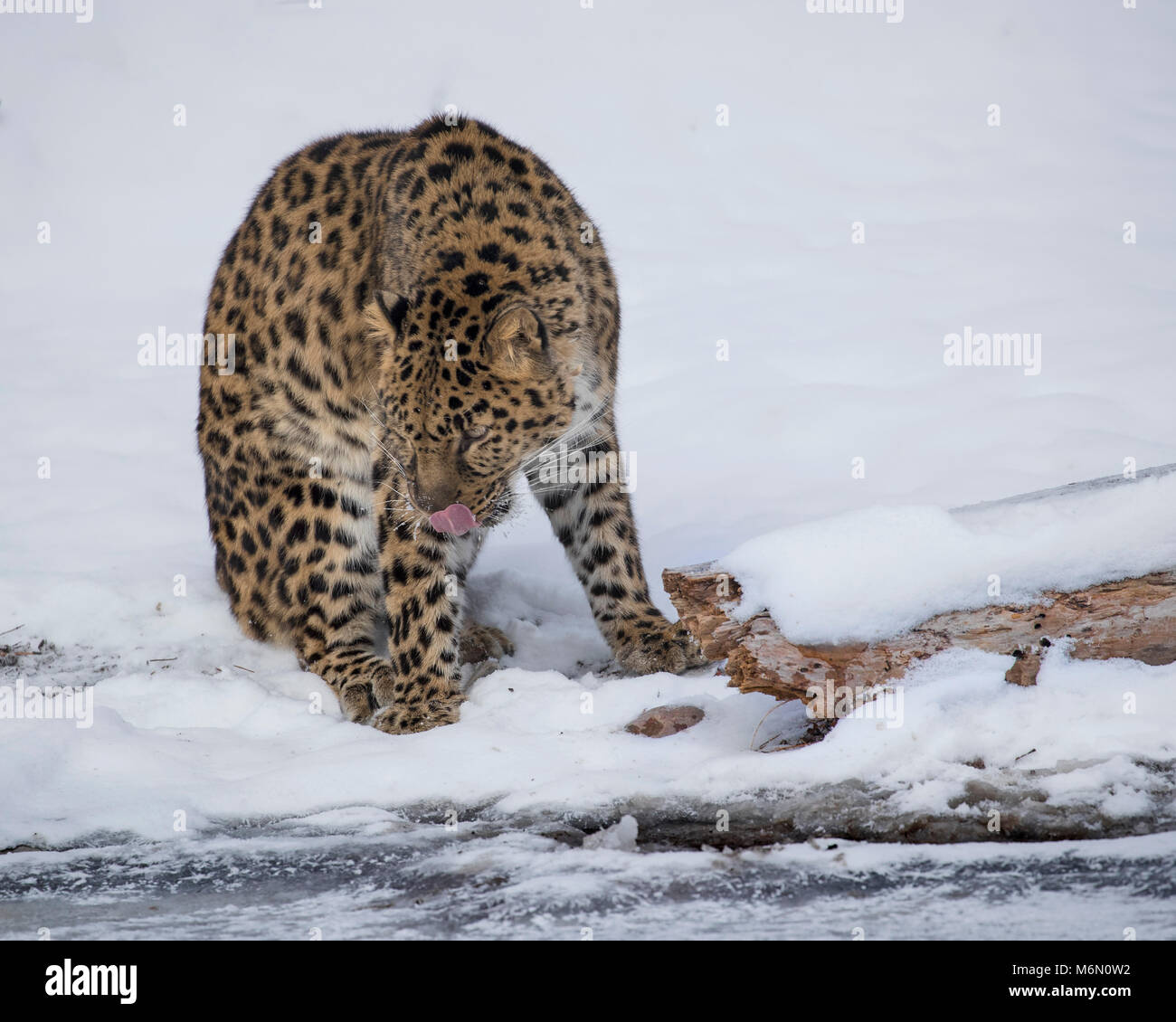 Amur leopard snow hi-res stock photography and images - Alamy