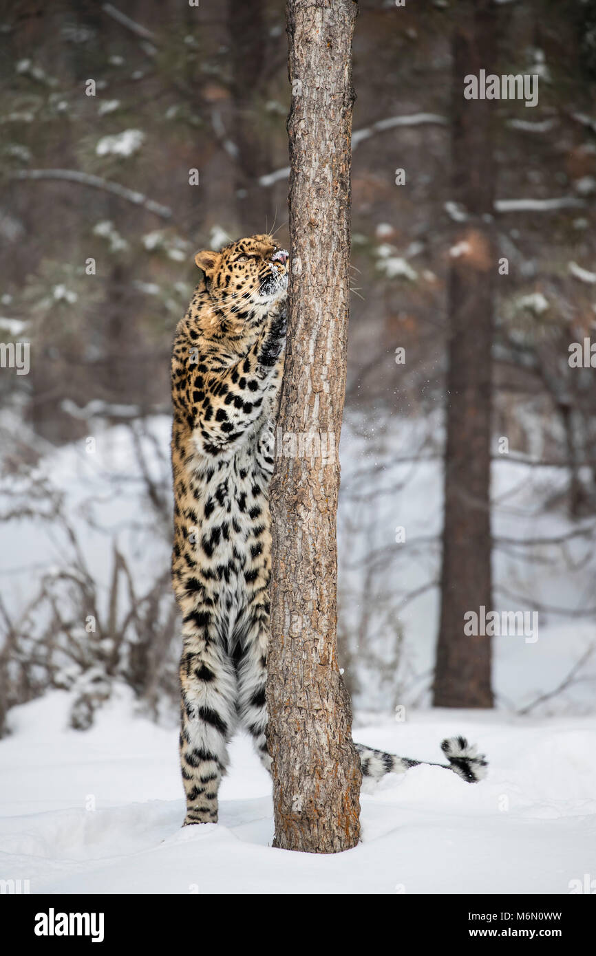 Amur leopard snow hi-res stock photography and images - Alamy