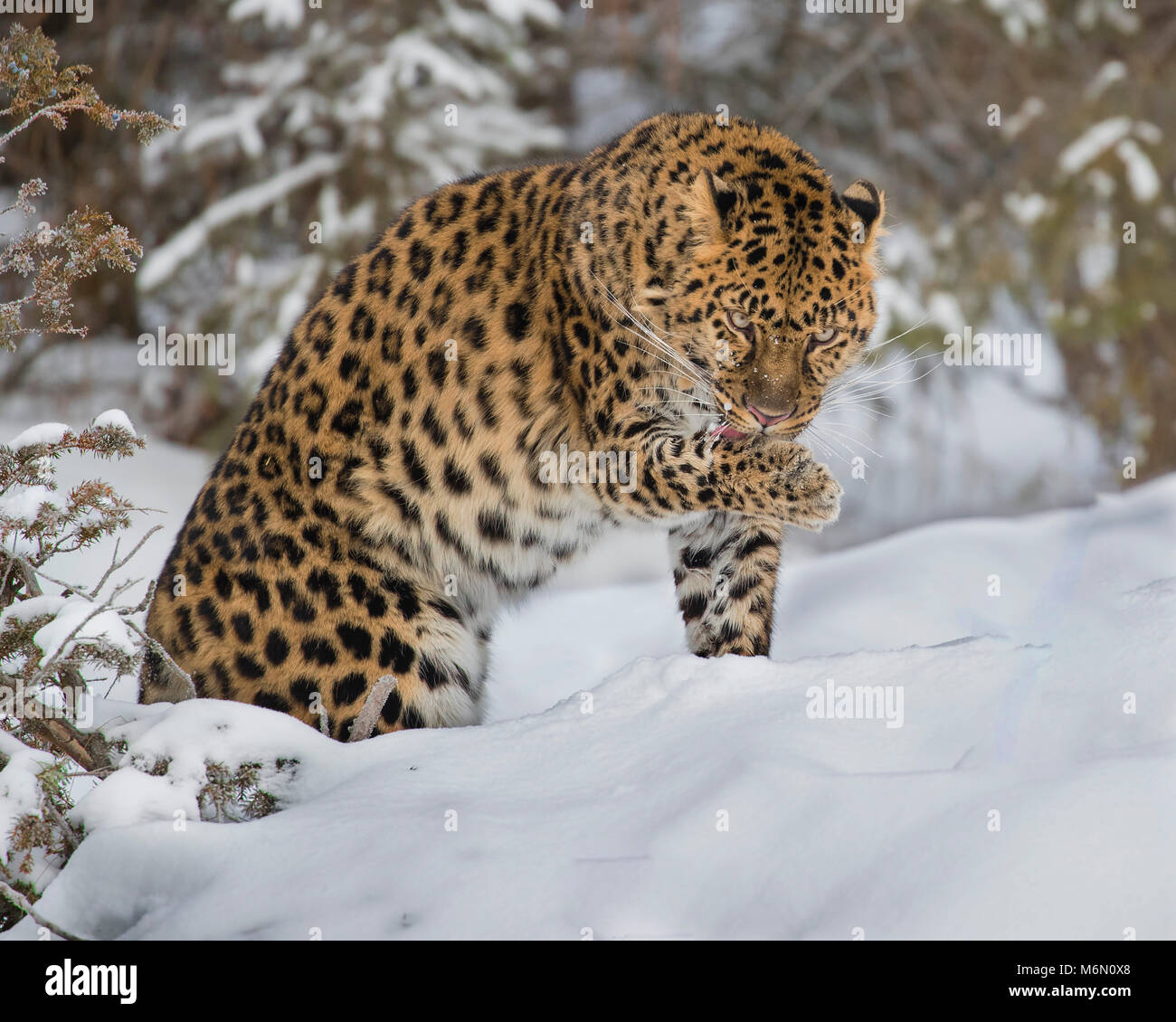 Amur leopard snow hi-res stock photography and images - Alamy