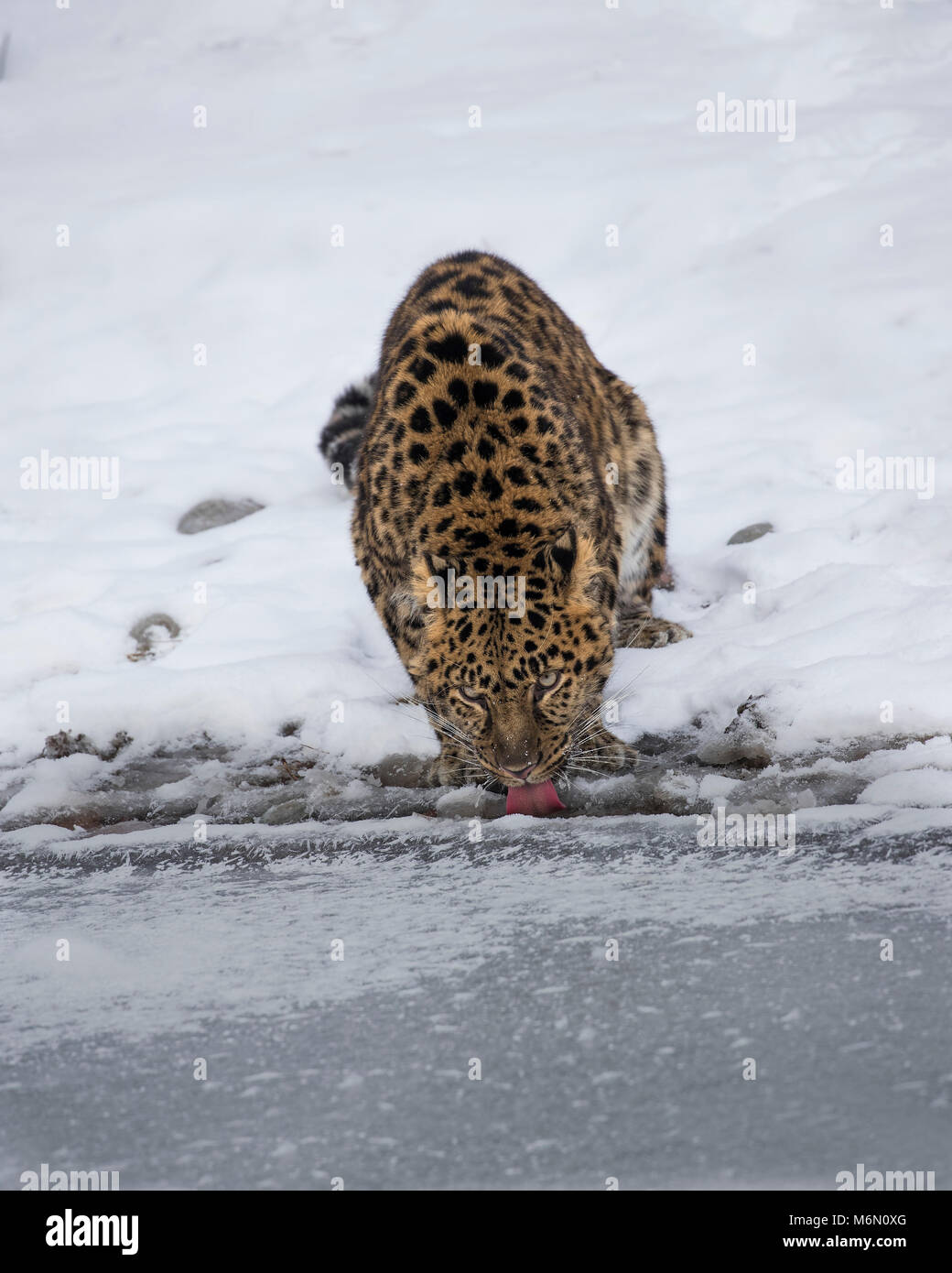 Amur leopard snow hi-res stock photography and images - Alamy
