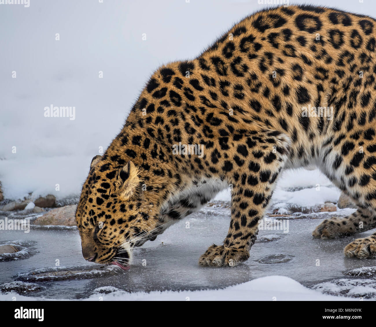 Amur leopard snow hi-res stock photography and images - Alamy