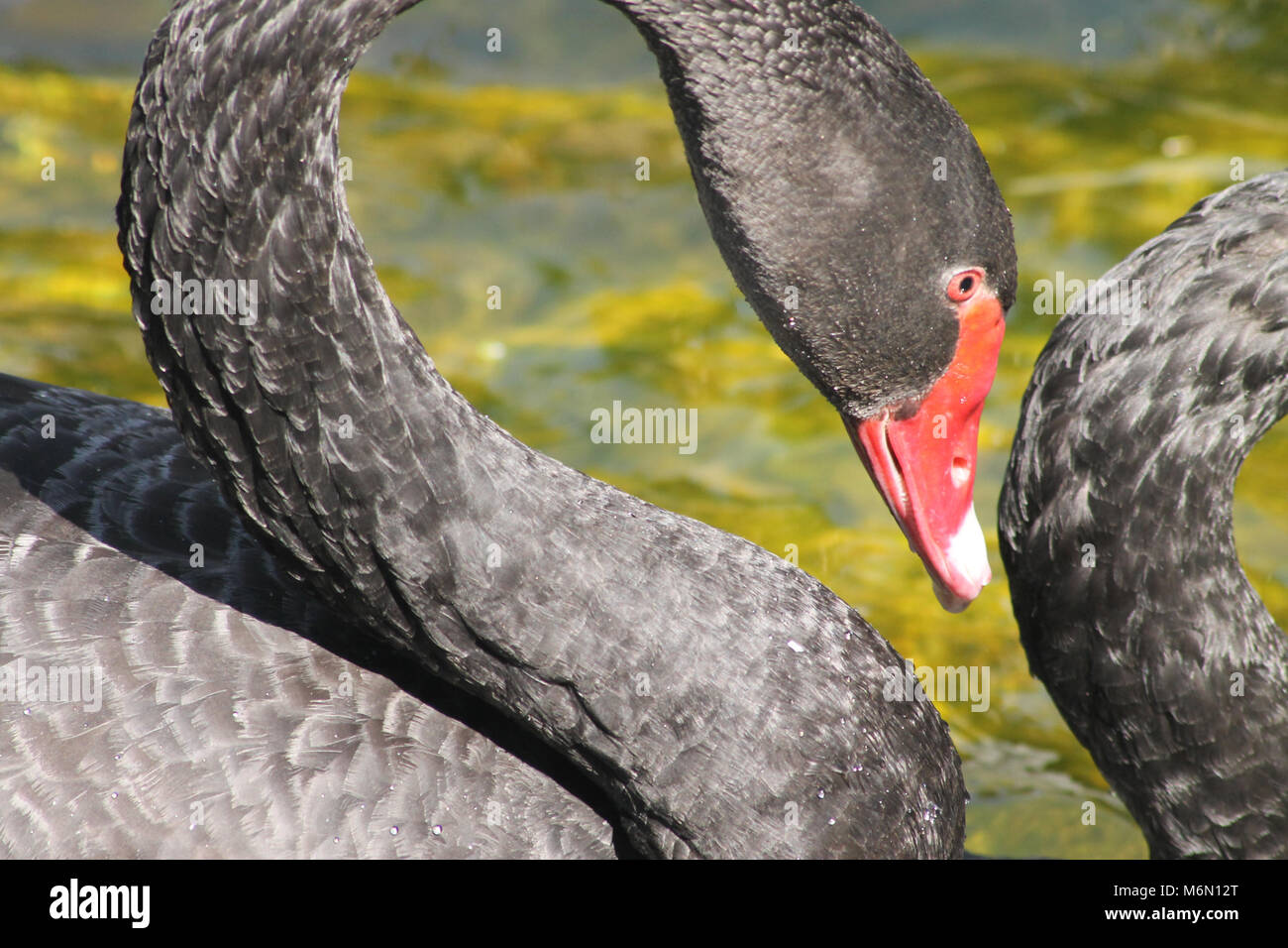 grey Flamingo swim on pond Stock Photo - Alamy