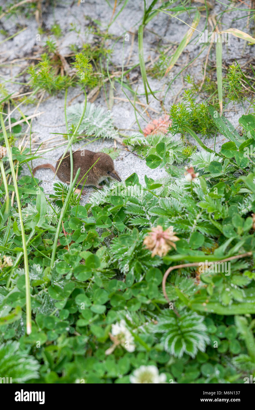 Tiny shrew amongst the clover and grasses of the sand dunes Stock Photo ...