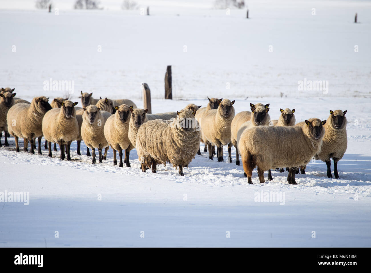 Flock of sheep with shepherd in snow hi-res stock photography and ...