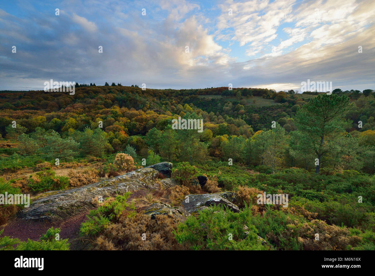 Forest of Paimpont, also known as the Forest of Broceliande: ÒLe Val ...