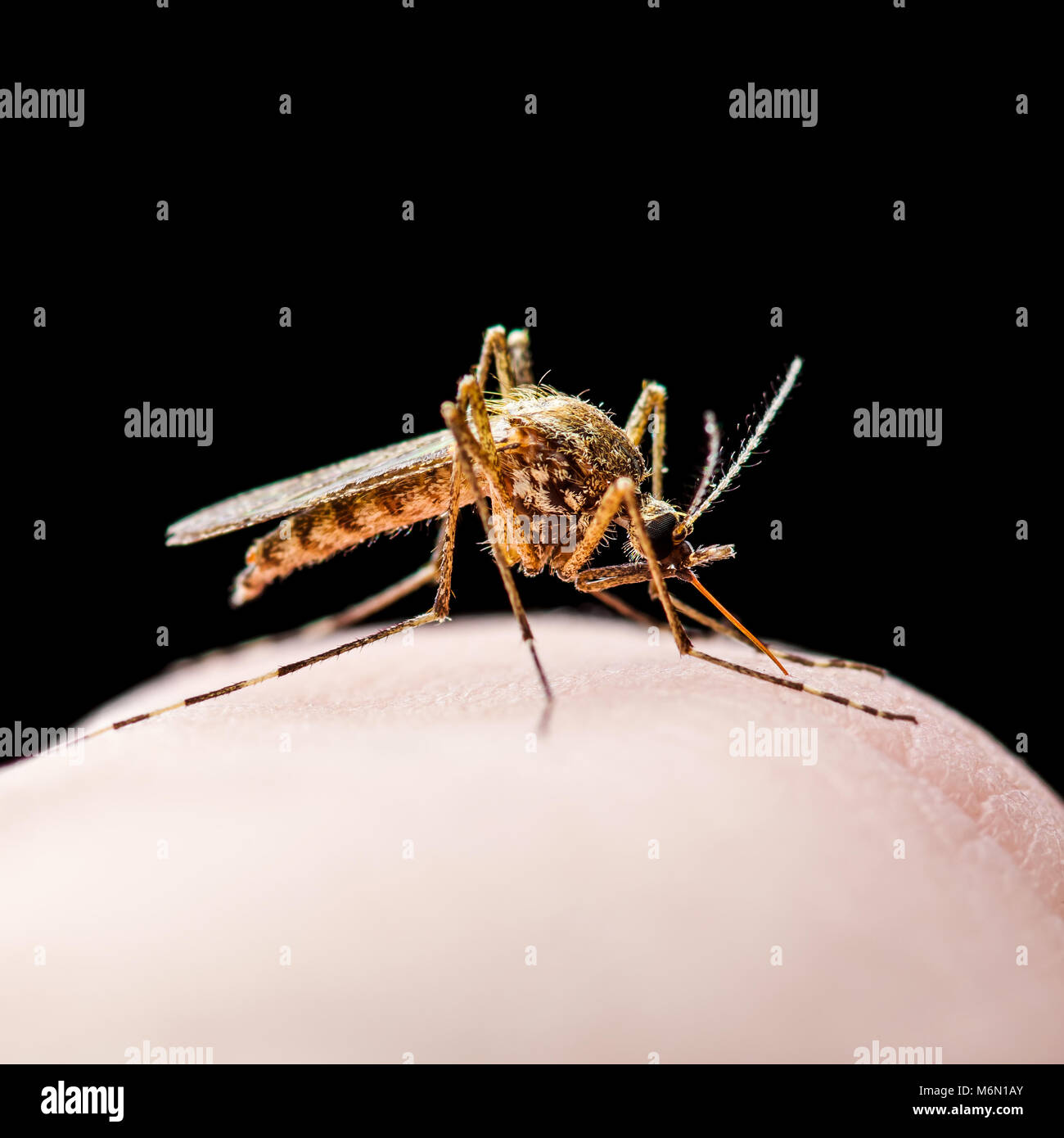 Yellow Fever, Malaria or Zika Virus Infected Mosquito Insect Bite ...