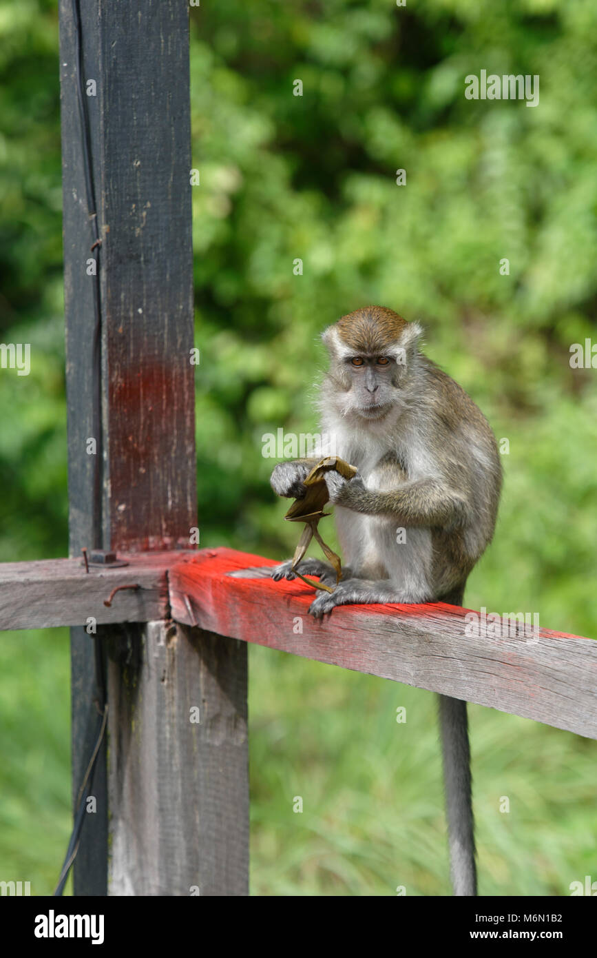 Long tailed Macaque monkey eating Stock Photo - Alamy