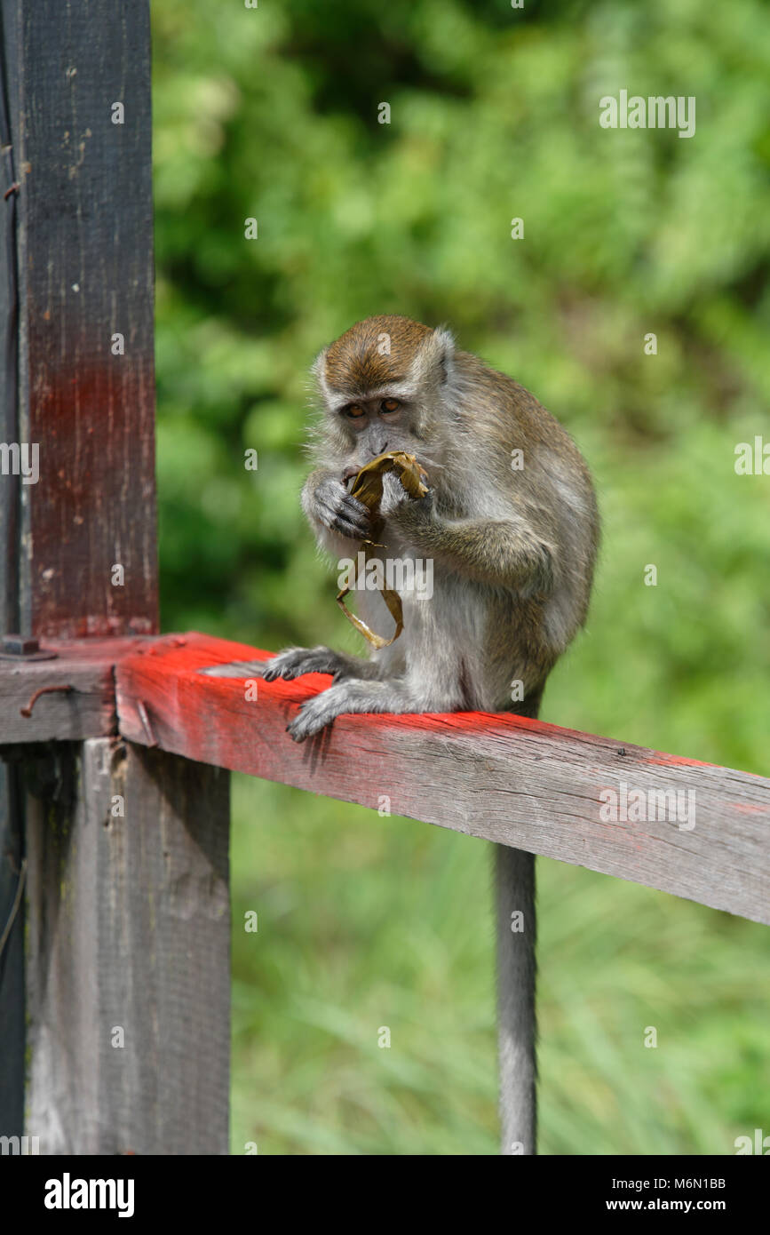 Grey monkey hi-res stock photography and images - Alamy