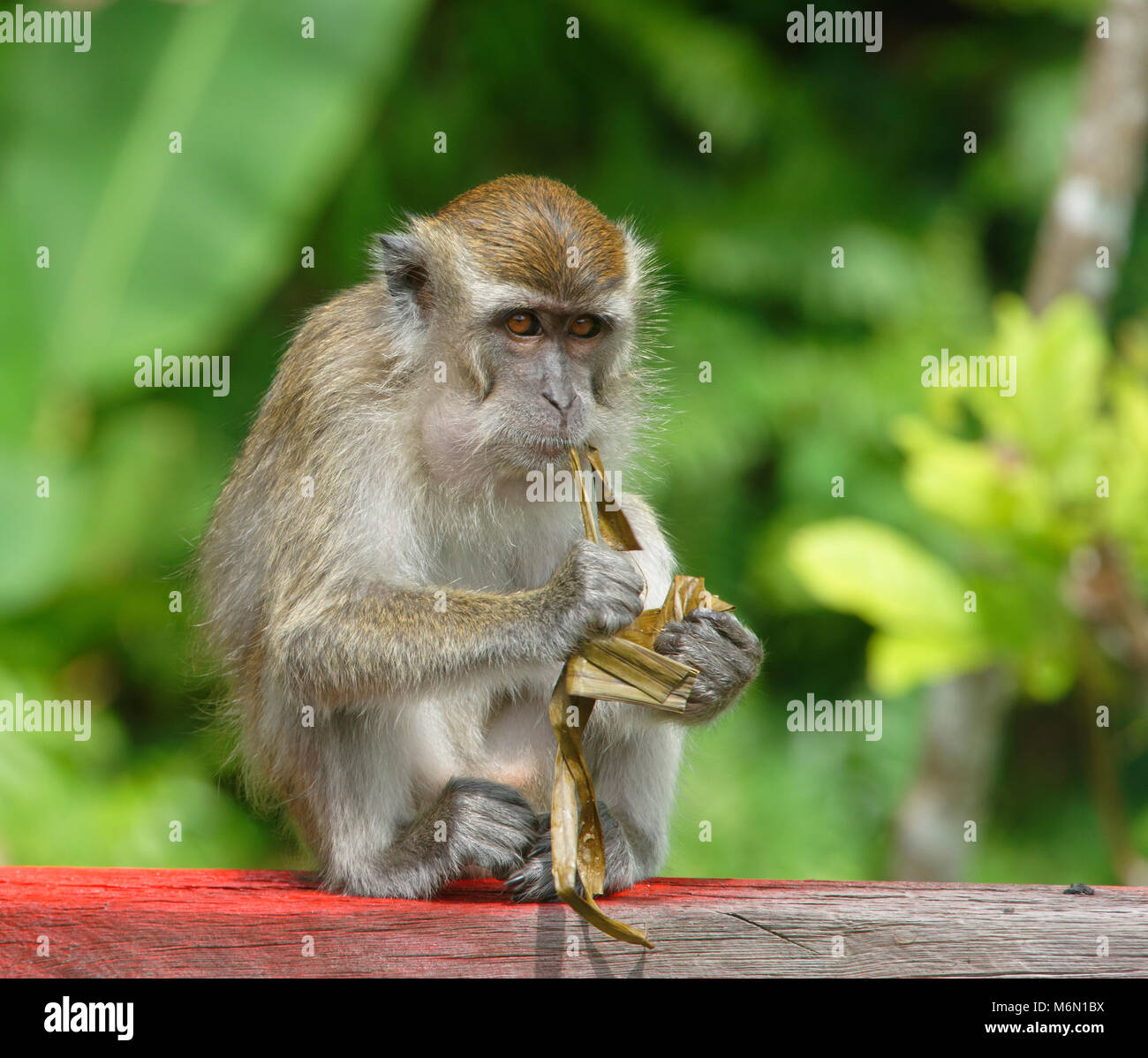 Long tail macaque hi-res stock photography and images - Alamy