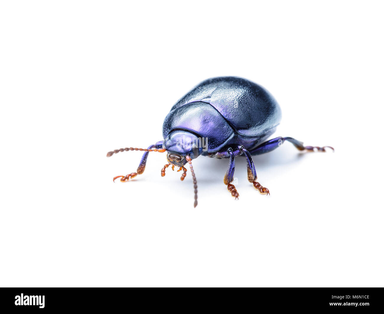 Chrysolina Coerulans Blue Mint Leaf Beetle Insect Macro Isolated on ...