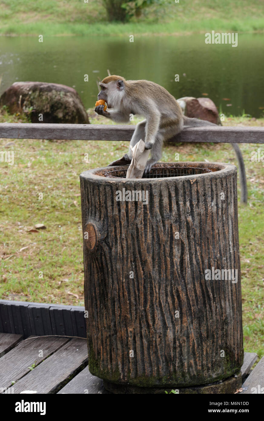 Grey monkey hi-res stock photography and images - Alamy