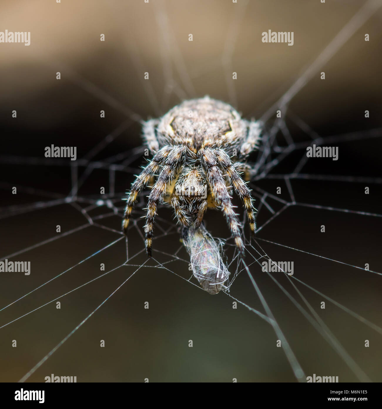 Spider and Prey Web Trap on Dark Background Stock Photo - Alamy