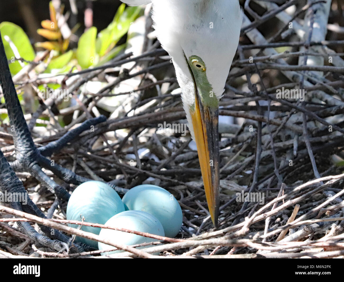 closeup of Egret adjusting her three blue eggs in her nest Stock Photo ...