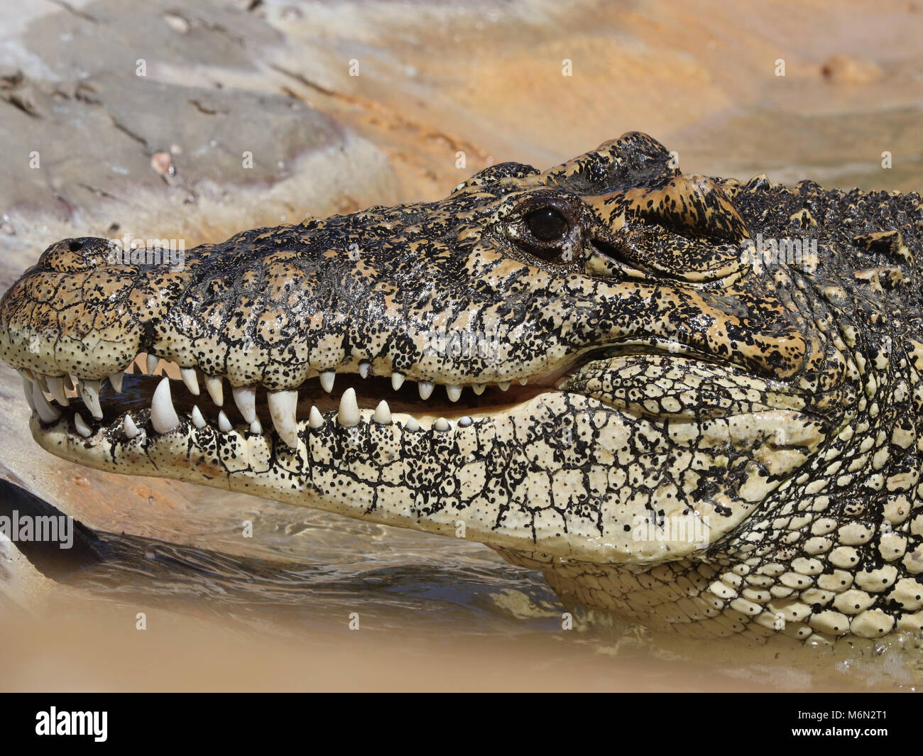 Multi colored Alligator showing lots of teeth closeup Stock Photo - Alamy