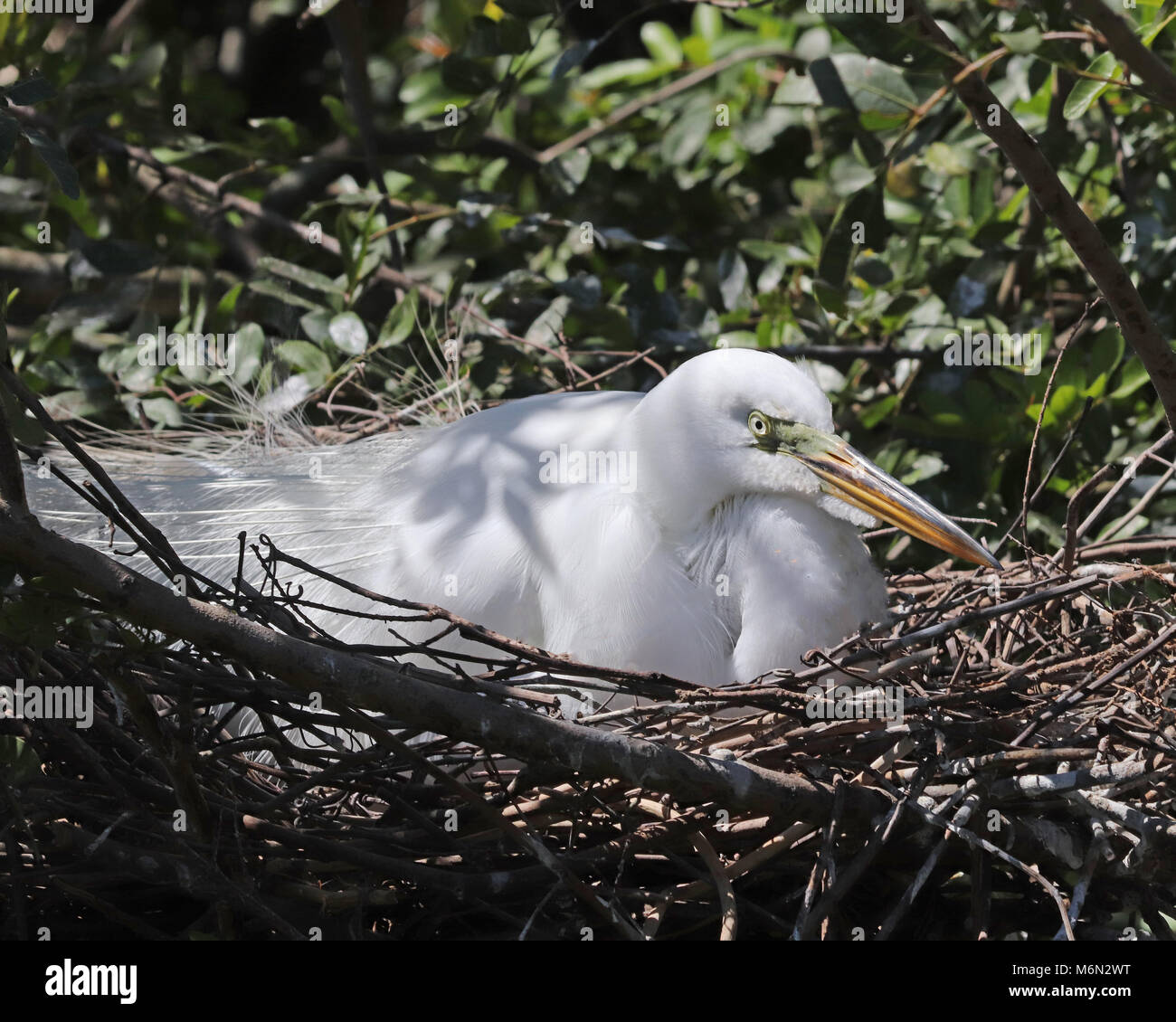 Beautiful Great white Egret with long breeding plumage roosting in nest ...