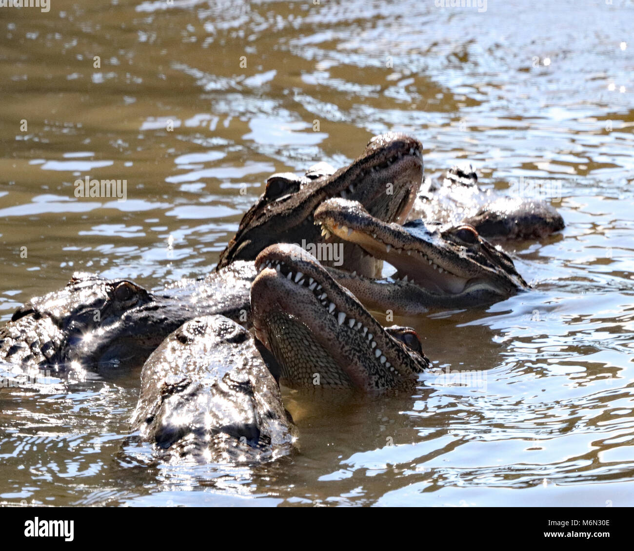 Feeding frenzy hi-res stock photography and images - Alamy