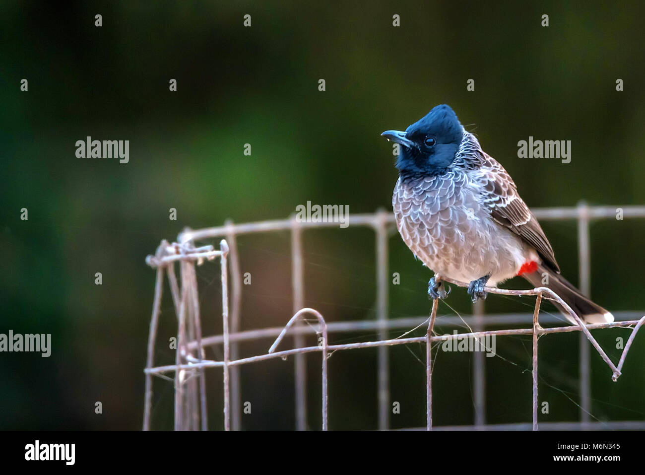 Perched Red-vented Bulbul or Pycnonotus cafer Stock Photo - Alamy