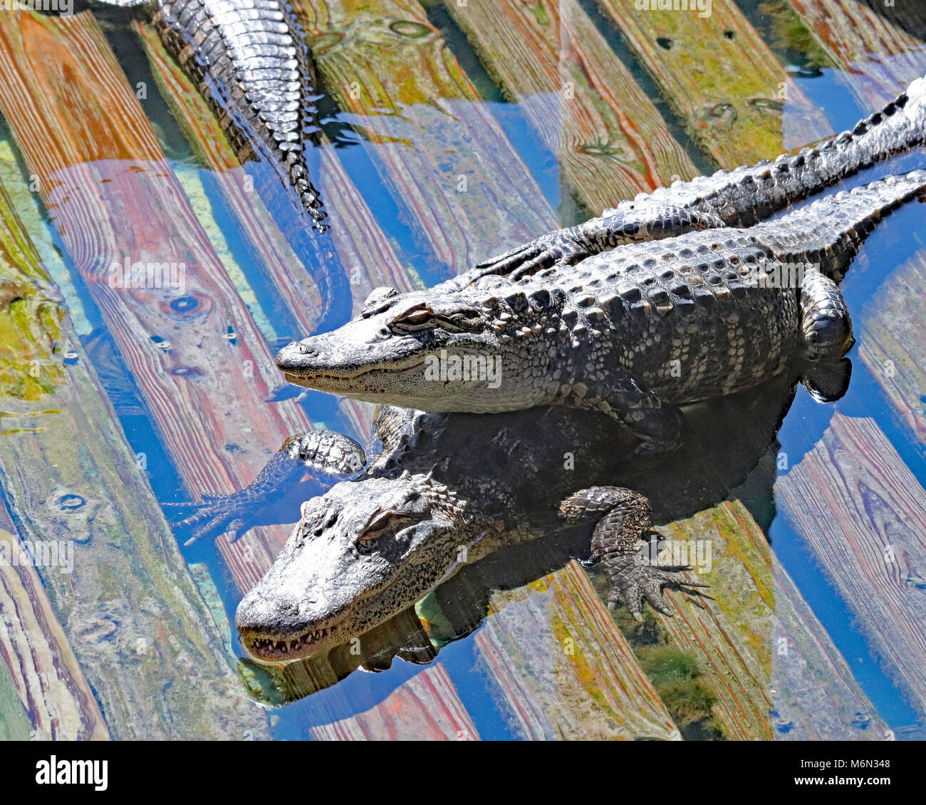 Alligator mating hi-res stock photography and images - Alamy