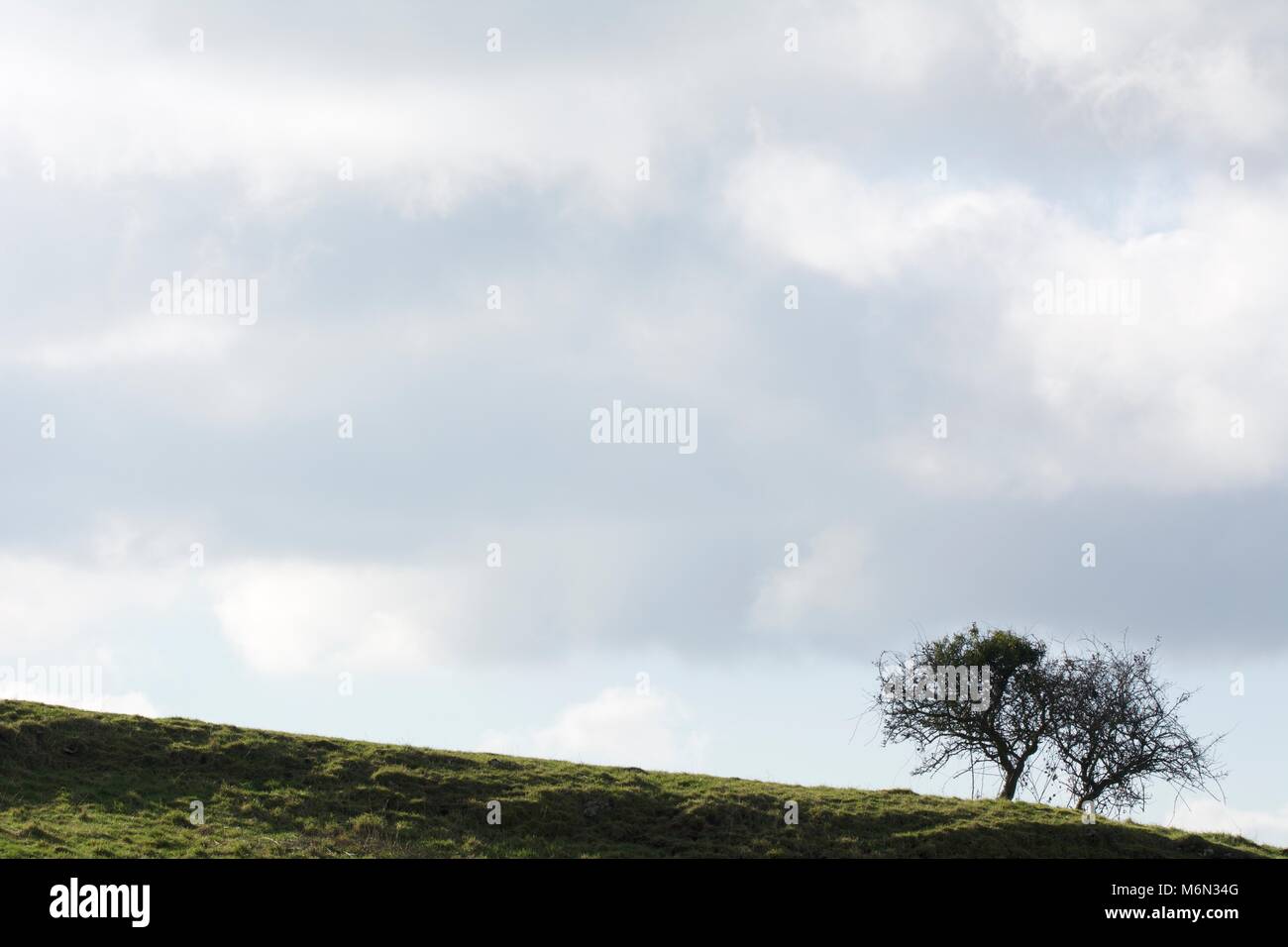 Trees on the Mendip Hills Stock Photo - Alamy