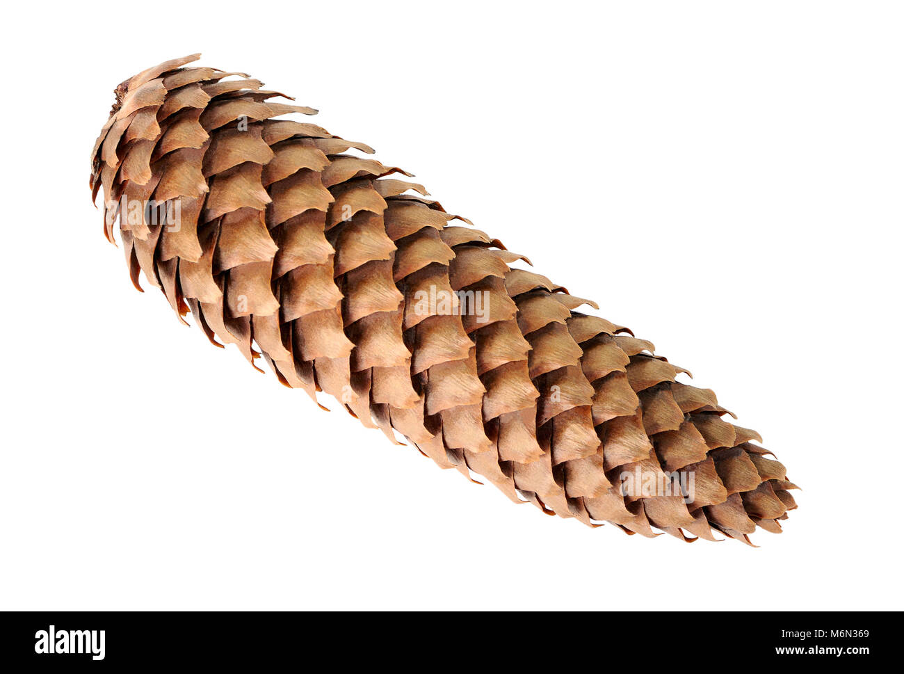 Fir cone isolated on white Stock Photo - Alamy