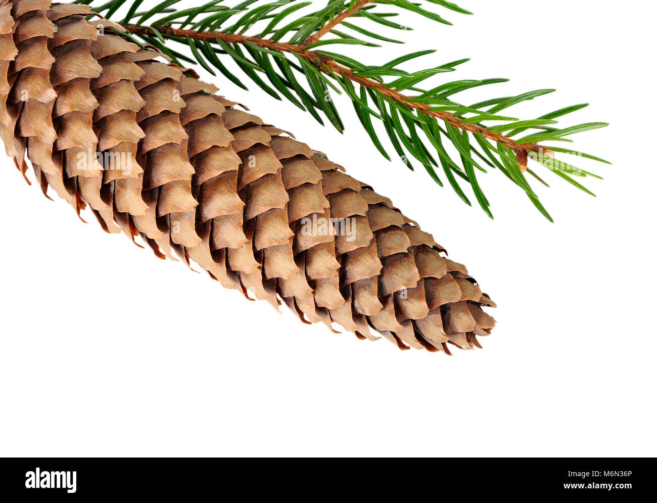 Fir cone isolated on white Stock Photo - Alamy