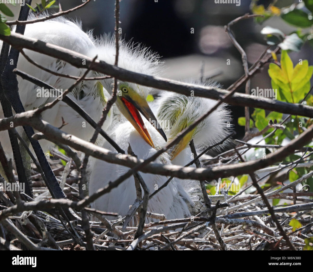 Two active Egret chicks in nest Stock Photo - Alamy
