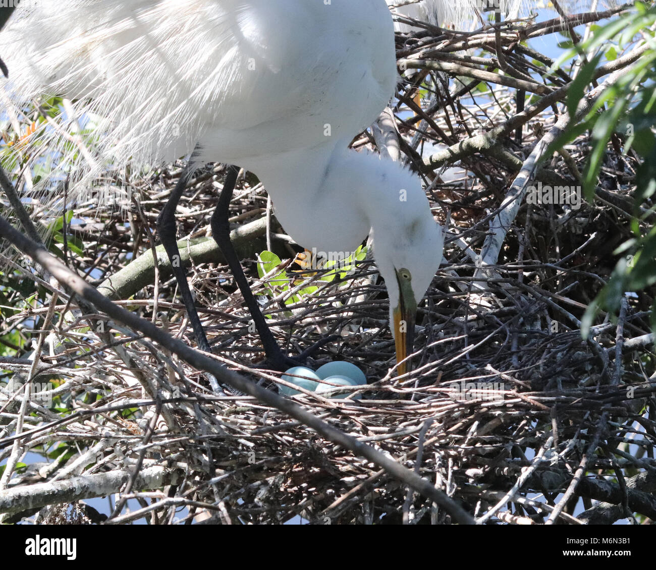 Great White Egret checking on her eggs in nest Stock Photo - Alamy
