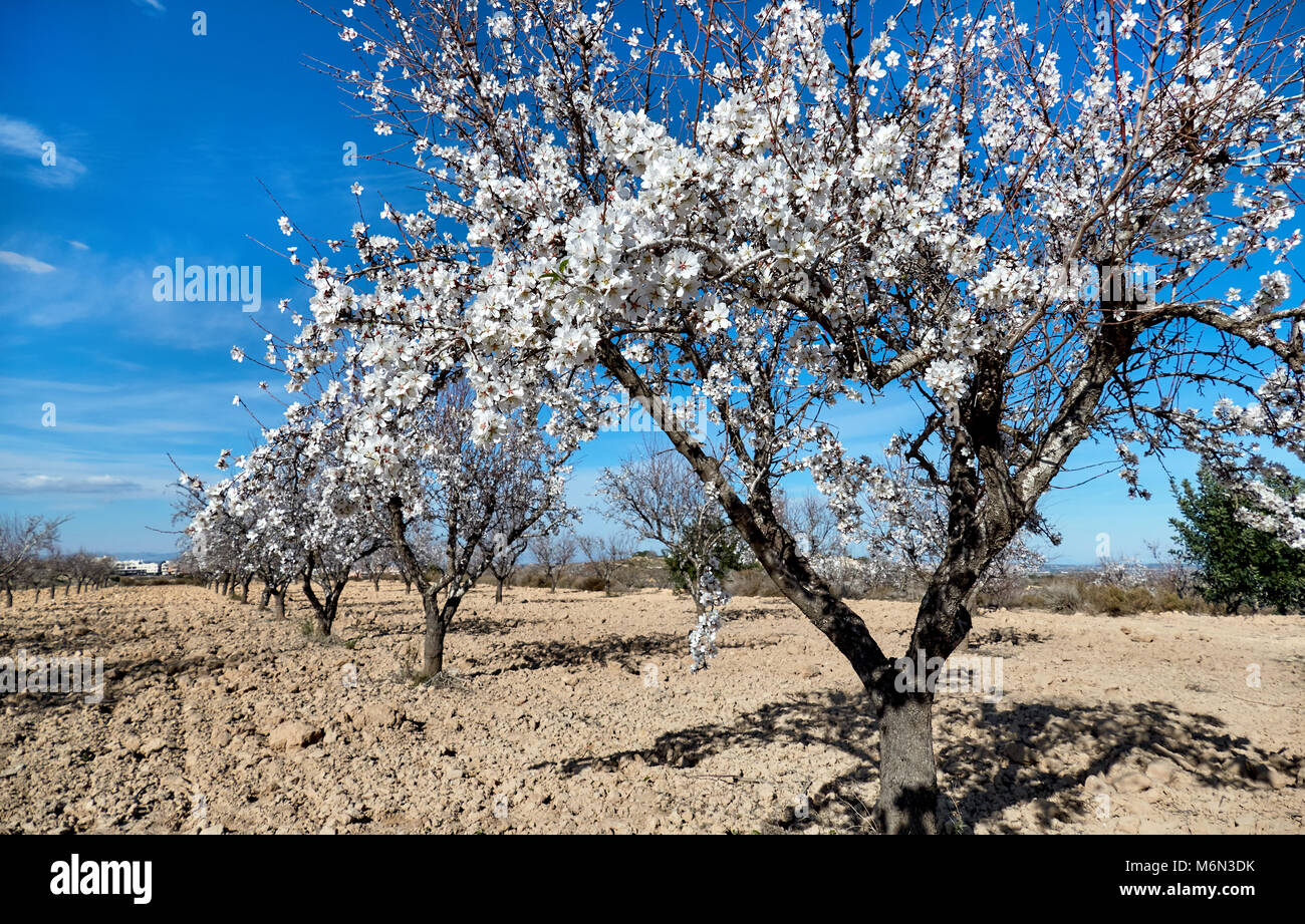 Almond scented blossom hi-res stock photography and images - Alamy