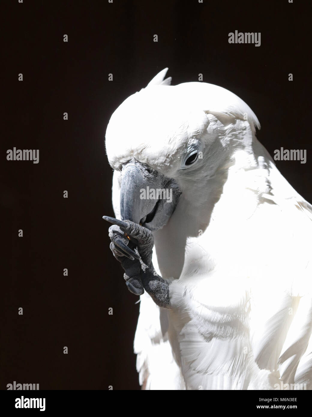 White cockatoos hi-res stock photography and images - Alamy