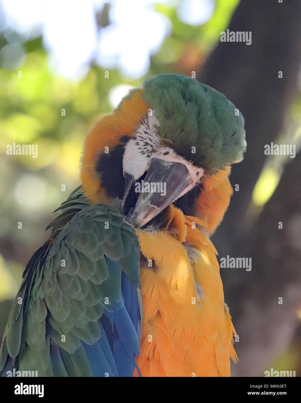 Blue gold macaw feather hi-res stock photography and images - Alamy