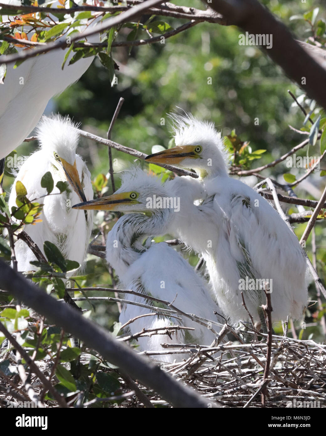Young fuzzy Egret babies in nest with mother Stock Photo - Alamy