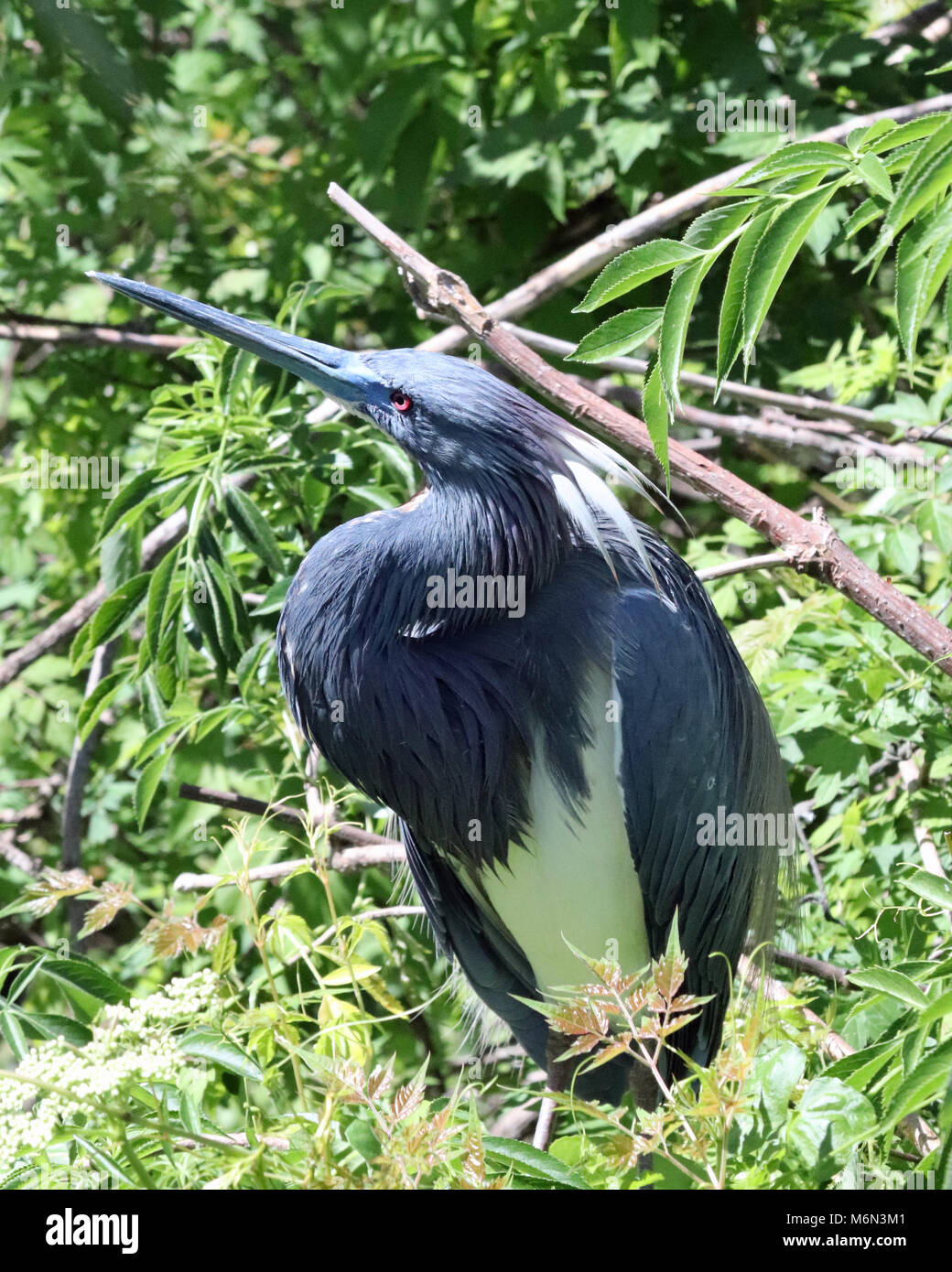Curious Tri colored heron crouches down as ti looks up at a bird flying ...