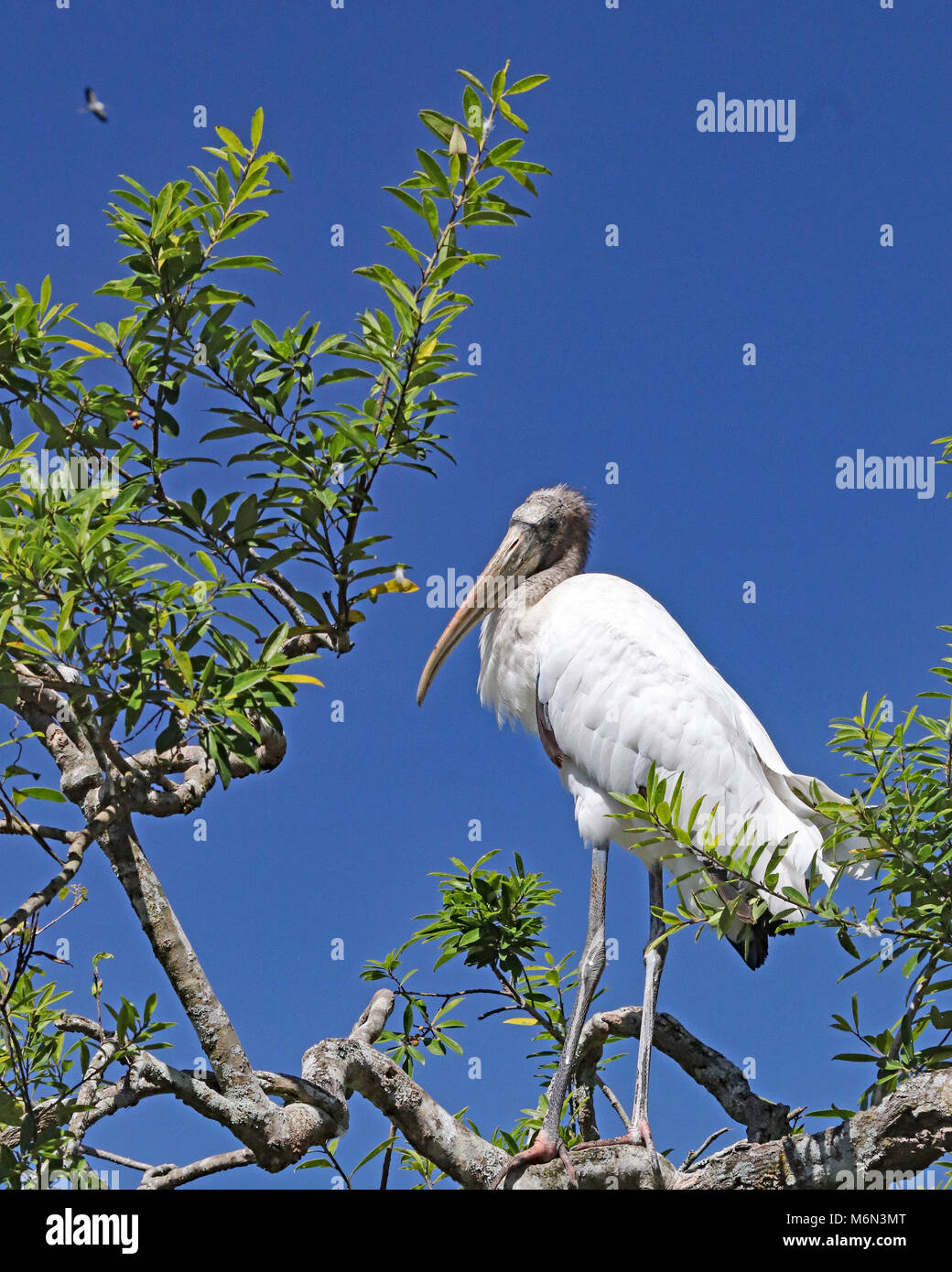 Wood stork in profile against blue sky background as it stands on a ...